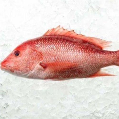 Wild Caught Red Snapper Fillets